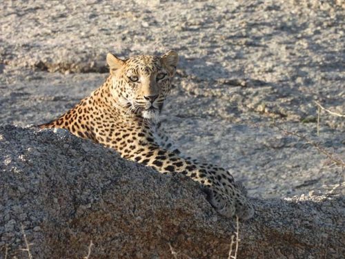 India Safari Adventure: Where to See Leopards and Tigers in the Wild ...